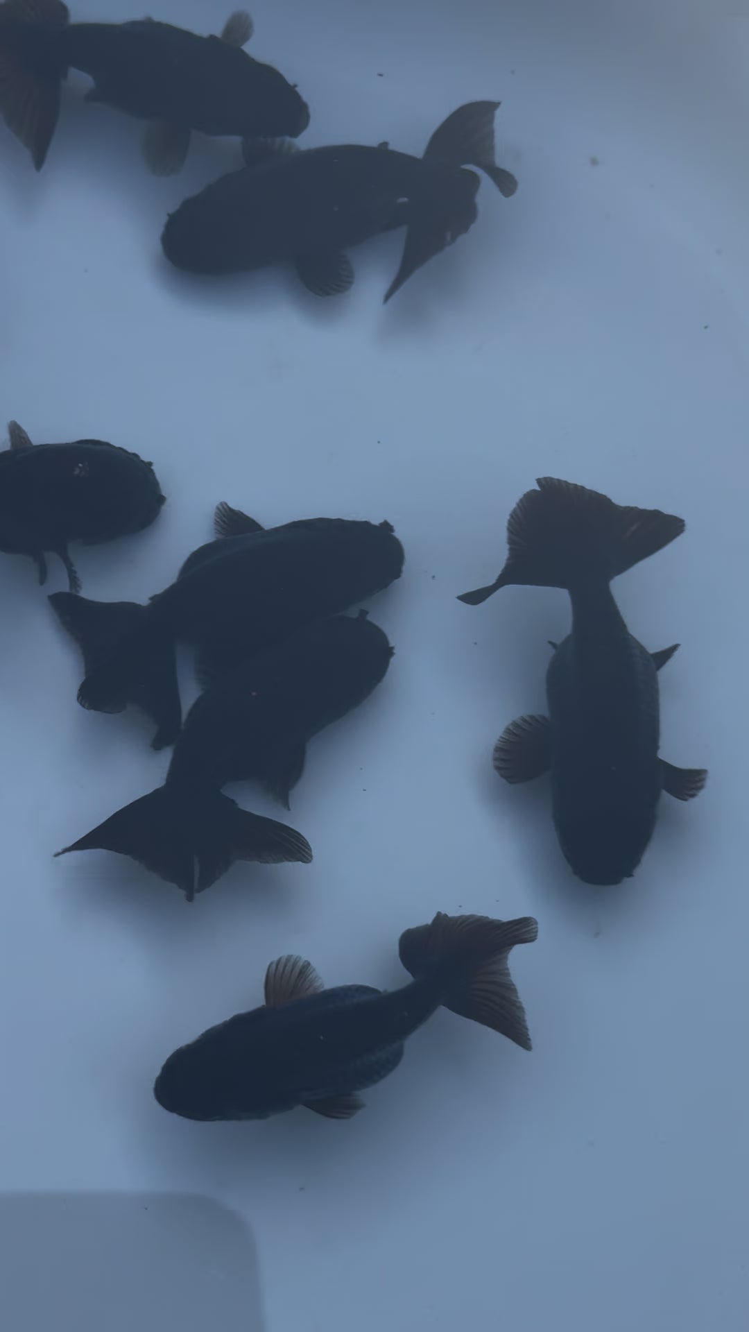 Black Ranchu 5cm Fancy Goldfish (BF 12C) – Newlyn-pets