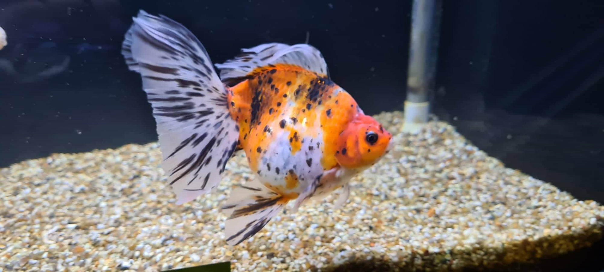 Newlyn Pets and Aquatics, Fancy Goldfish UK, Bradford, West Yorkshire. – Newlyn-pets