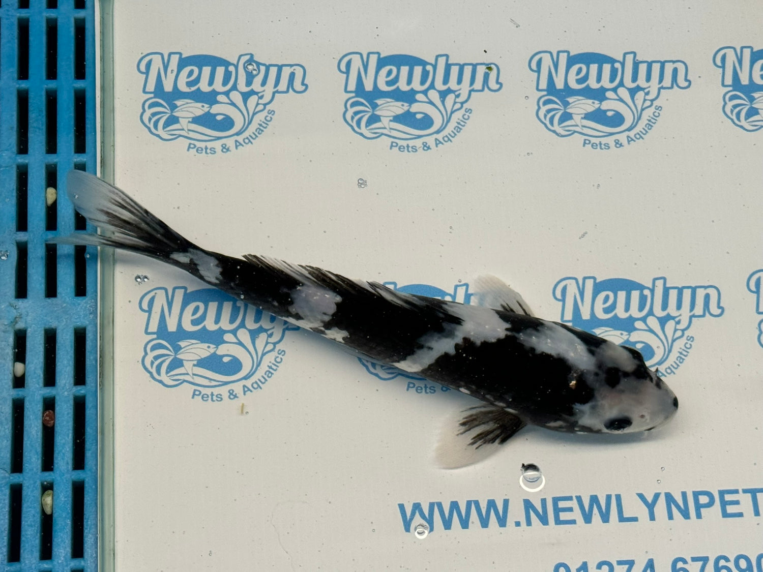 Newlyn Pets and Aquatics, Fancy Goldfish UK, Bradford, West Yorkshire. – Newlyn-pets