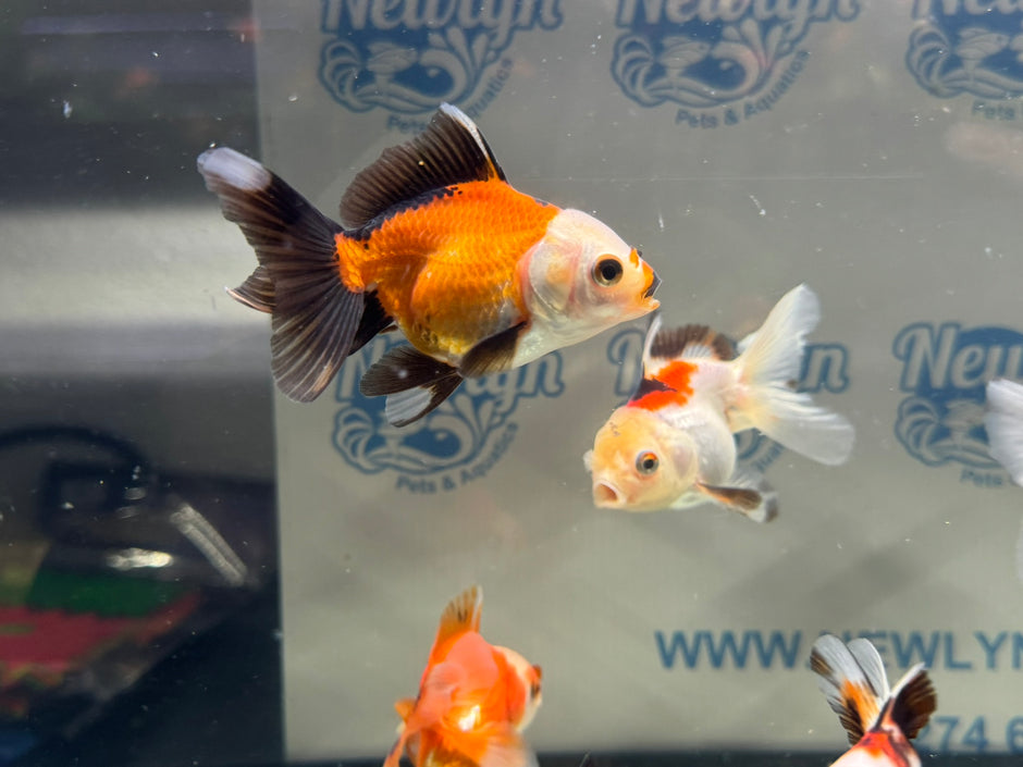 Newlyn Pets and Aquatics, Fancy Goldfish UK, Bradford, West Yorkshire. – Newlyn-pets
