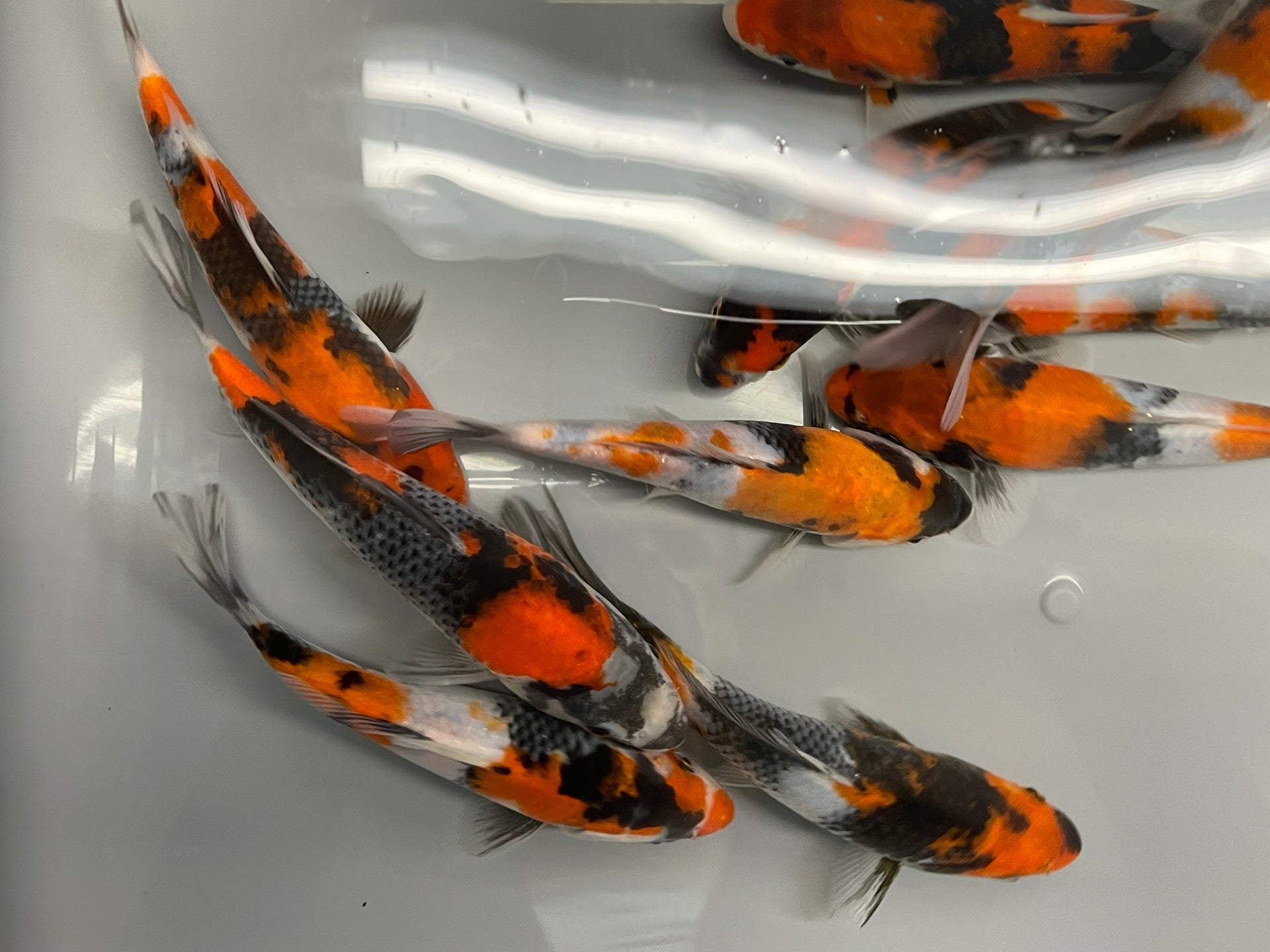 Newlyn Pets and Aquatics, Fancy Goldfish UK, Bradford, West Yorkshire. – Newlyn-pets