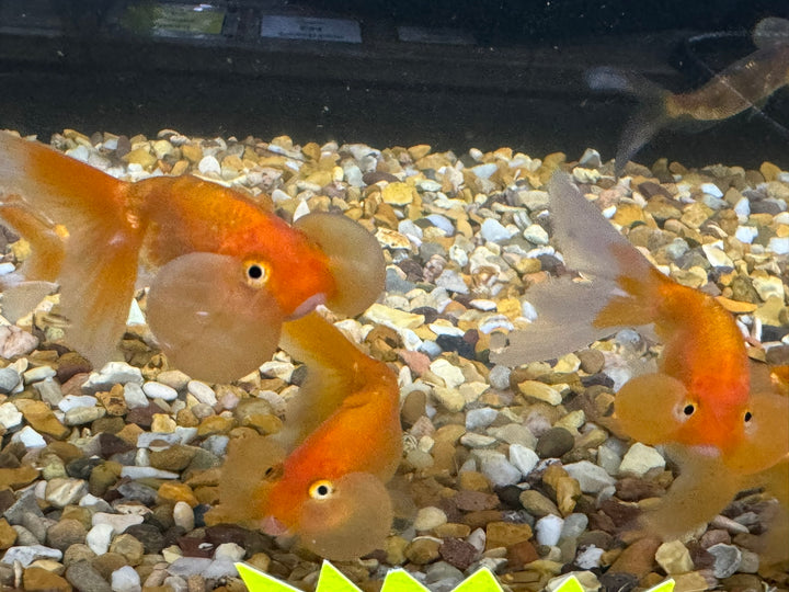 Newlyn Pets and Aquatics, Fancy Goldfish UK, Bradford, West Yorkshire. – Newlyn-pets