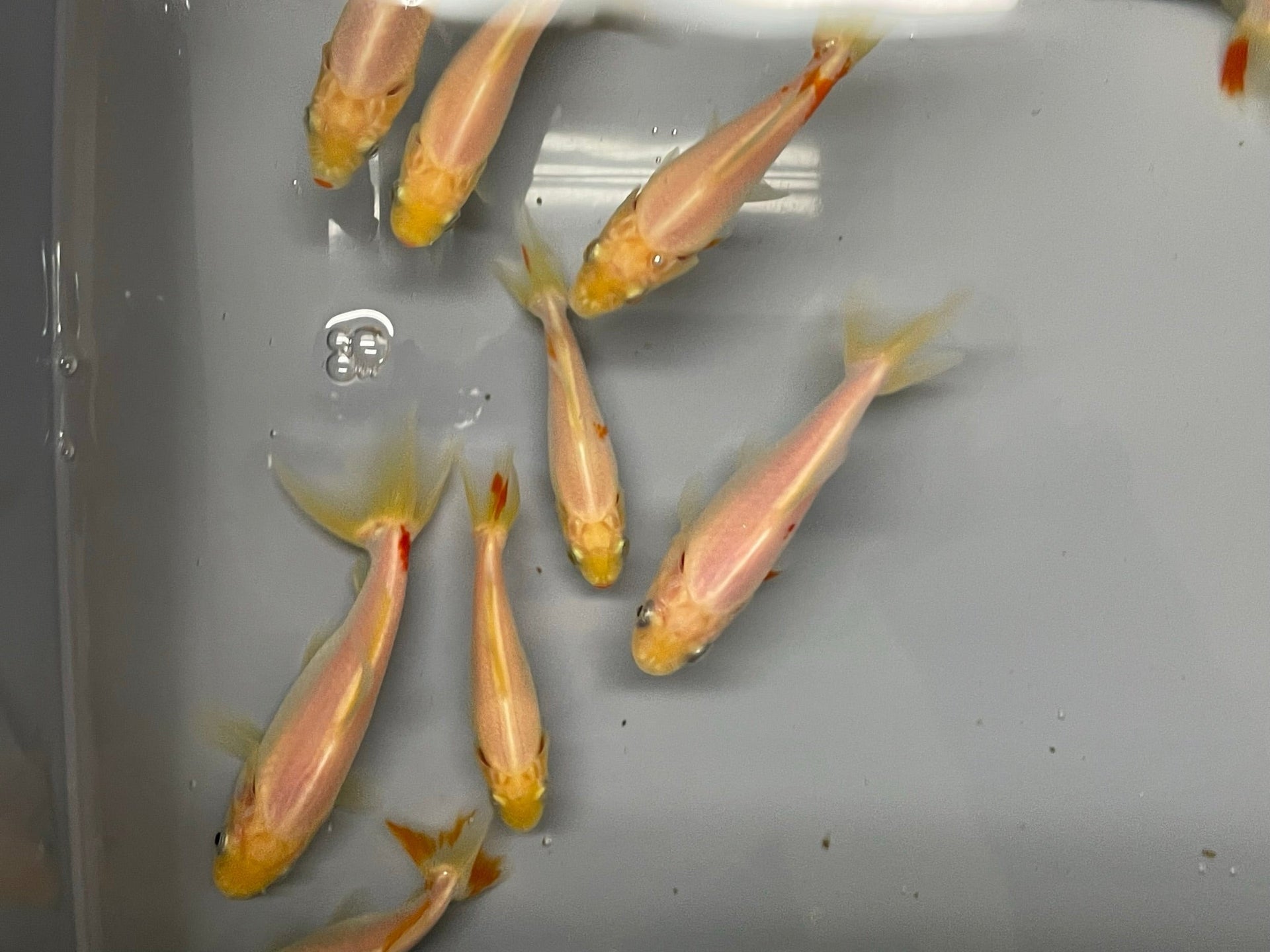 Newlyn Pets and Aquatics, Fancy Goldfish UK, Bradford, West Yorkshire. – Newlyn-pets