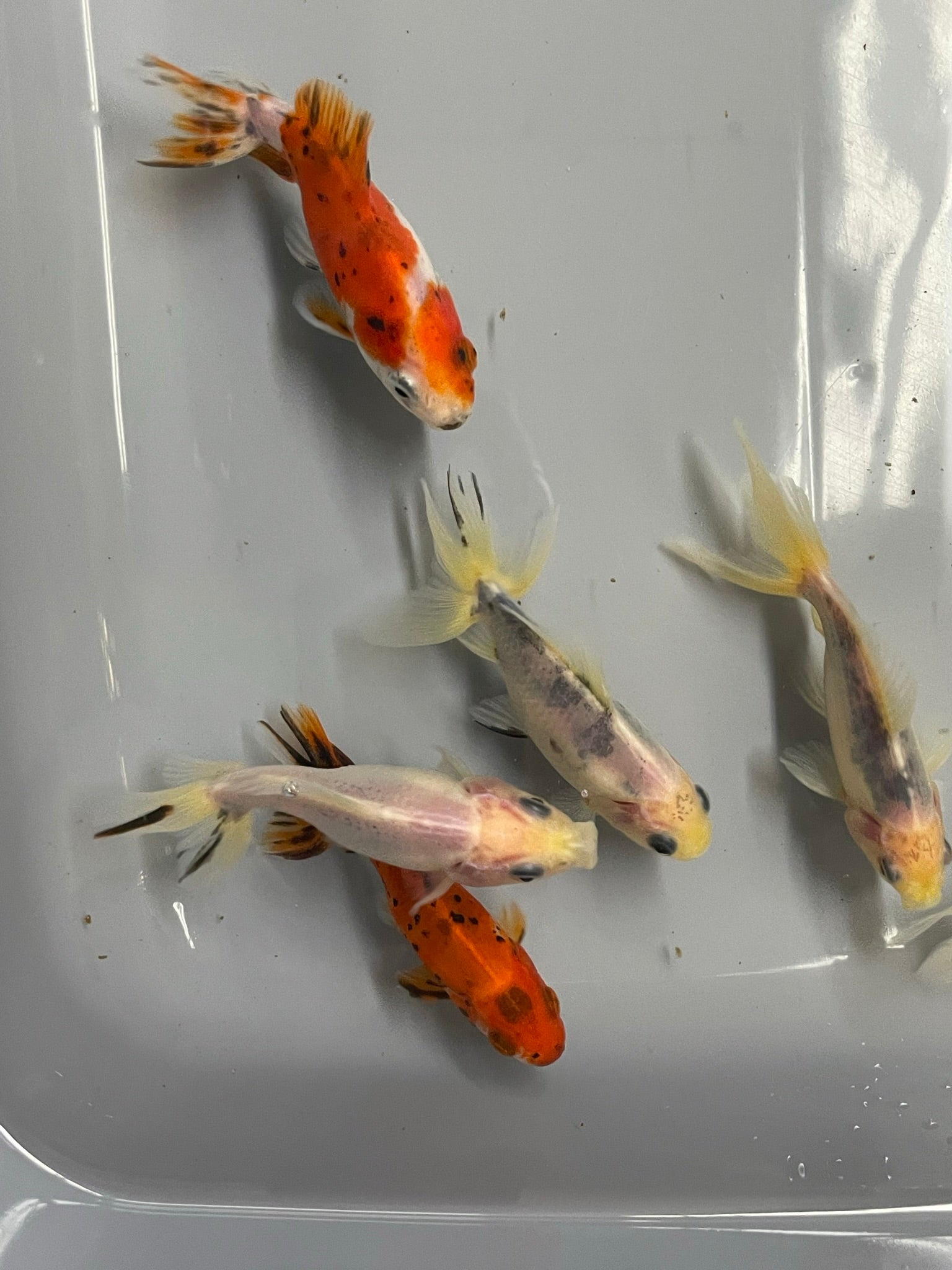 Newlyn Pets and Aquatics, Fancy Goldfish UK, Bradford, West Yorkshire. – Newlyn-pets