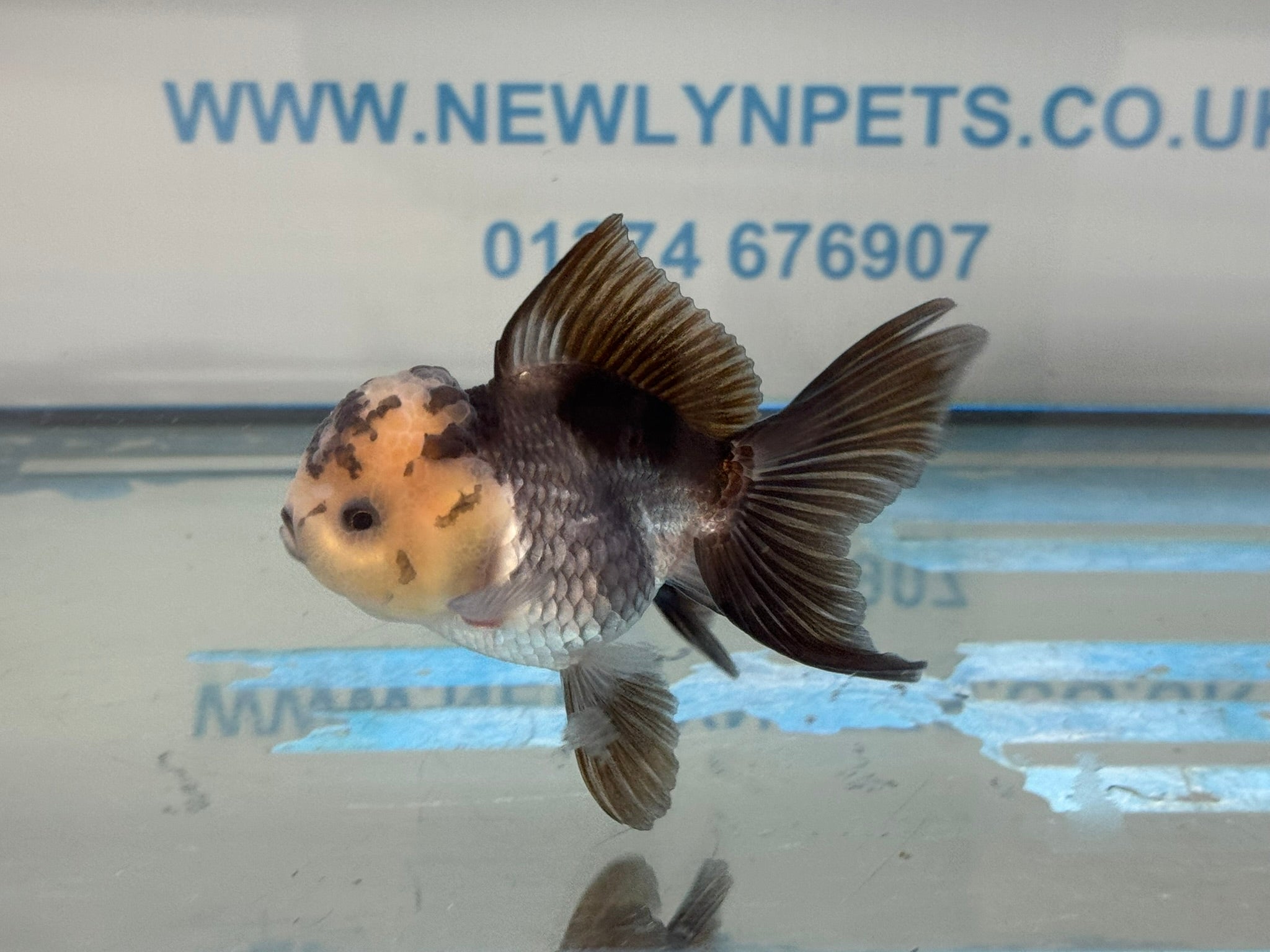 Elite Panda Oranda 9-10cm - Newlyn-pets - Newlyn-pets - £90.00