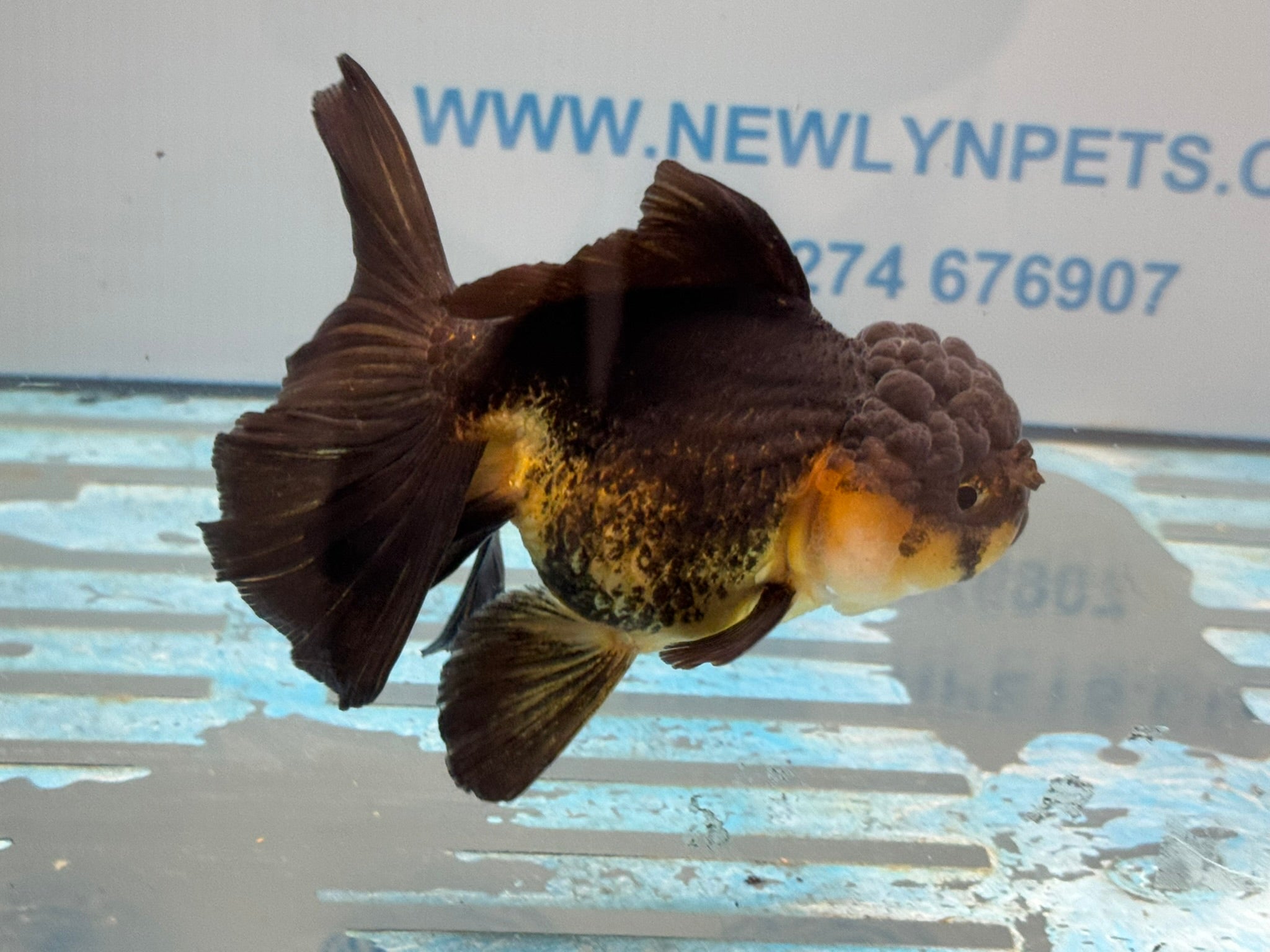 Oranda 13-14cm OR4 (Fish in photo) - Newlyn-pets - Newlyn-pets - £100.00