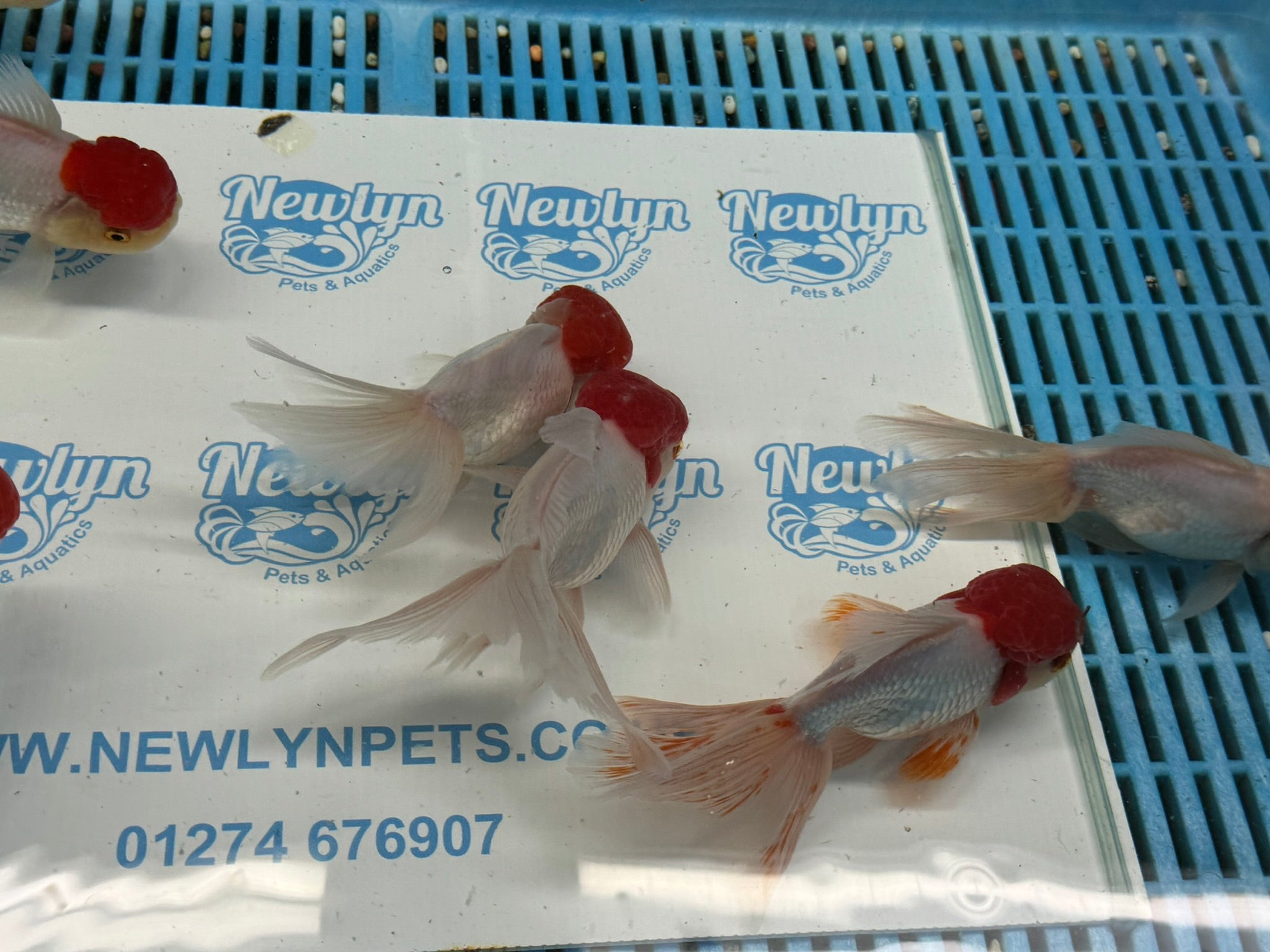 Red Cap Oranda Fancy Goldfish 15cm (BF1) - Newlyn-pets - Newlyn-pets ...