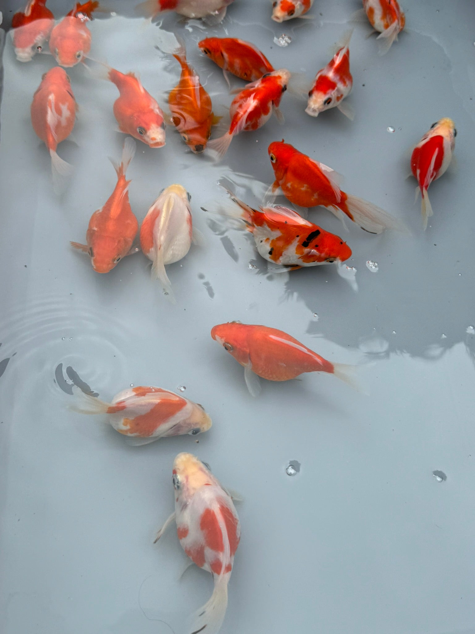 Tamasaba Sabao Sakura 8-10cm - Newlyn-pets - Newlyn-pets - £70.00